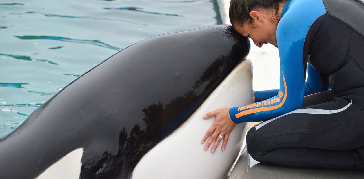 Murió Kshamenk, la histórica orca de Mundo Marino que estuvo 33 años ...