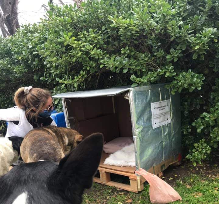 noticias-por-una-cuesti-n-de-est-tica-ordenan-retirar-los-refugios-para-perros-callejeros