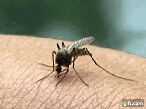 Invasión de mosquitos: hasta cuándo seguirá y las medidas de prevención ...